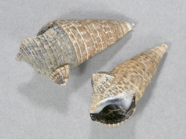 ギャラリー | 鳥羽水族館公式ホームページ