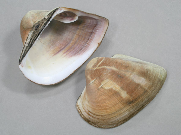 ギャラリー | 鳥羽水族館公式ホームページ