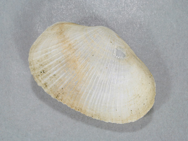 ギャラリー | 鳥羽水族館公式ホームページ