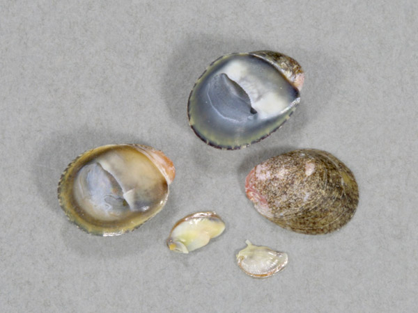 ギャラリー | 鳥羽水族館公式ホームページ