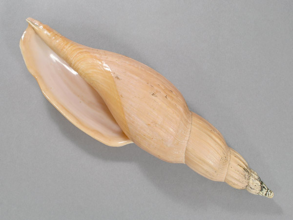 ギャラリー | 鳥羽水族館公式ホームページ