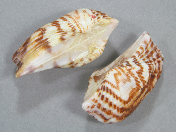 ギャラリー | 鳥羽水族館公式ホームページ