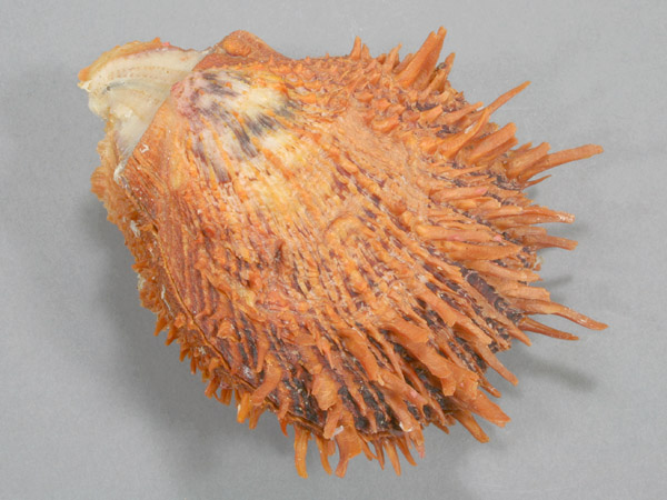 ギャラリー | 鳥羽水族館公式ホームページ