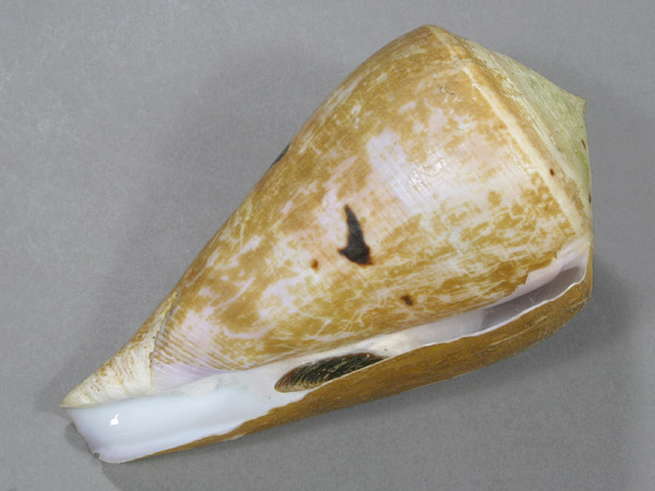 ギャラリー | 鳥羽水族館公式ホームページ