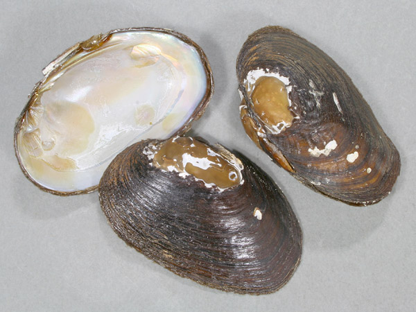 ギャラリー | 鳥羽水族館公式ホームページ