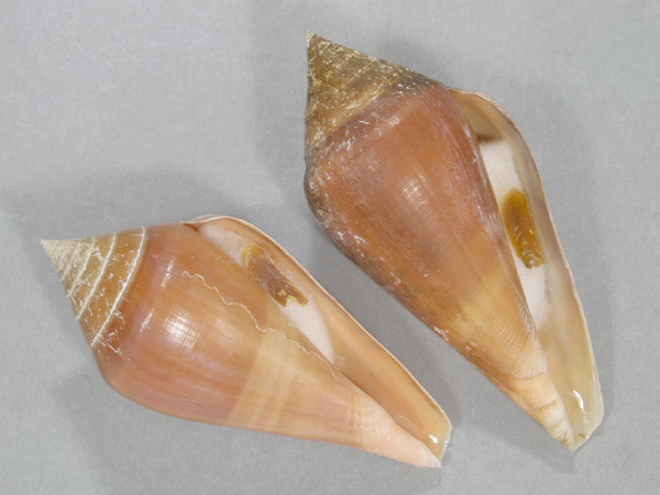 ギャラリー | 鳥羽水族館公式ホームページ