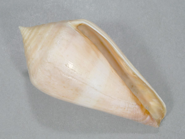 ギャラリー | 鳥羽水族館公式ホームページ