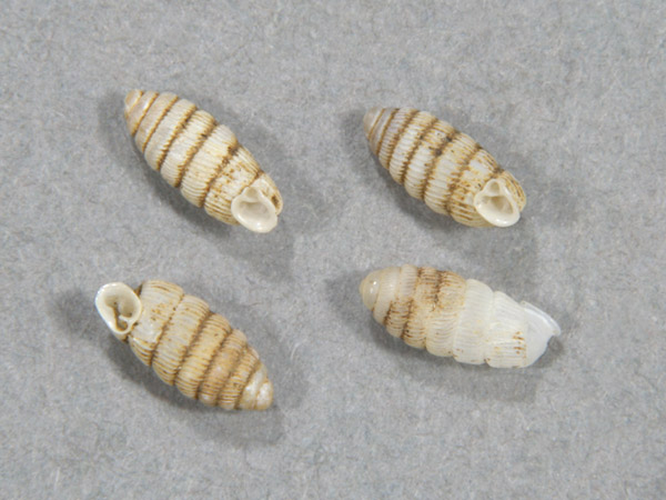 ギャラリー | 鳥羽水族館公式ホームページ