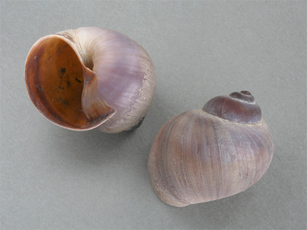 ギャラリー | 鳥羽水族館公式ホームページ