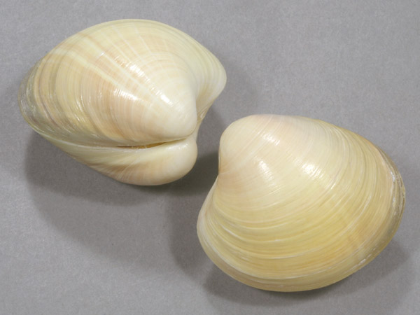 ギャラリー | 鳥羽水族館公式ホームページ