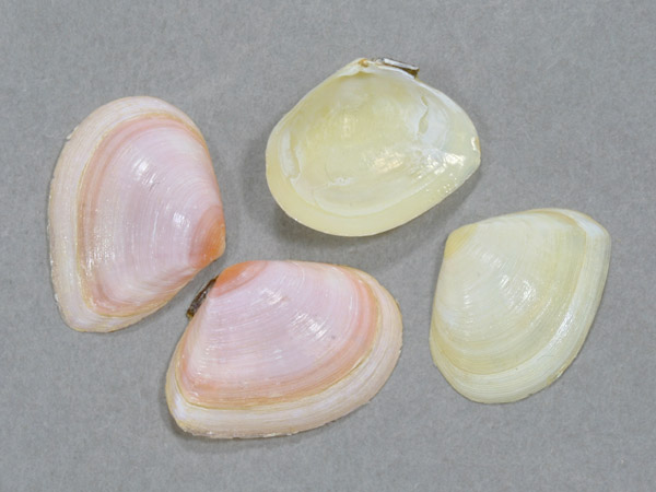 ギャラリー | 鳥羽水族館公式ホームページ