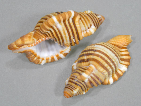 ギャラリー | 鳥羽水族館公式ホームページ